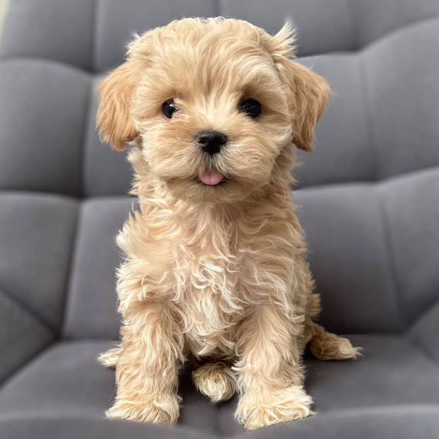 Мальтипу, щенок