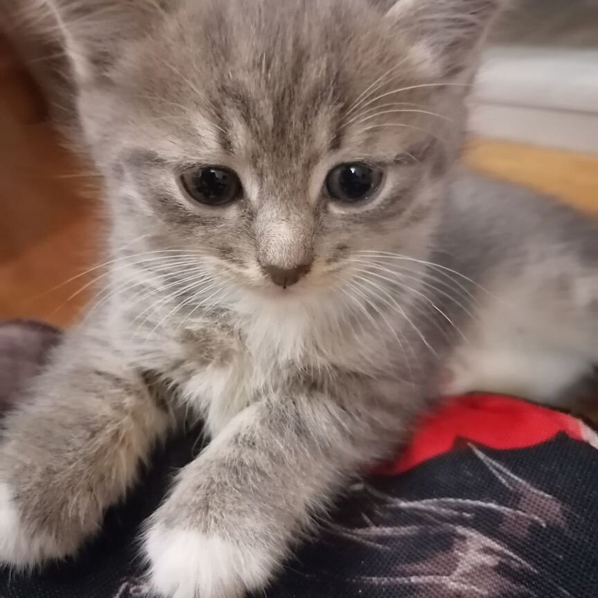 Отдам в добрые руки котика