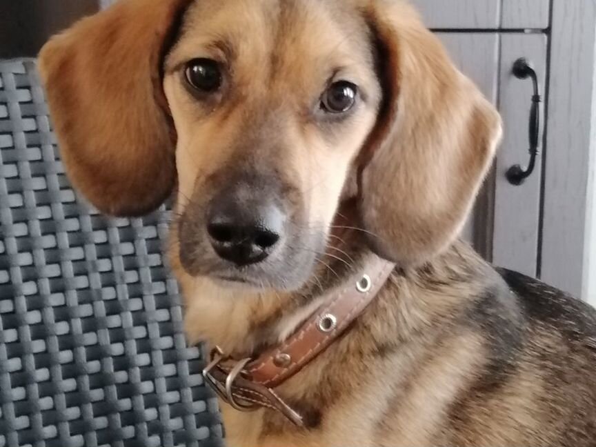 Собака в заботливые руки