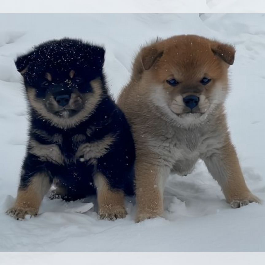 Сиба-ину, щенок