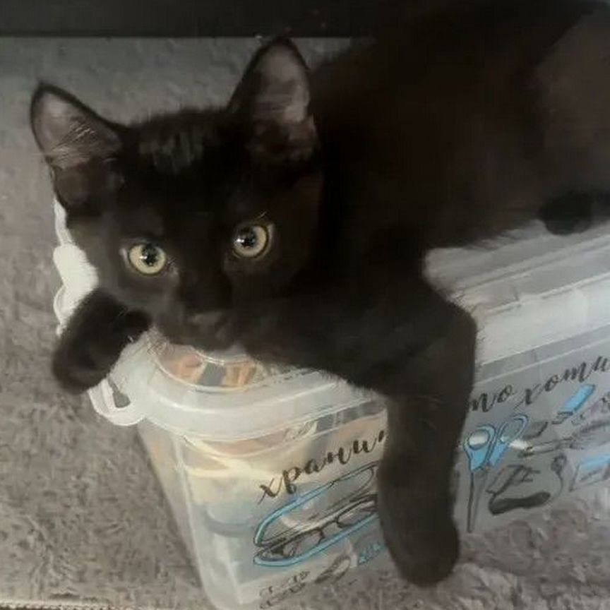 Котёнок в добрые руки