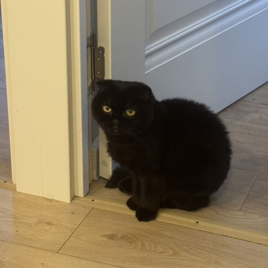 Шотландская вислоухая кошка бесплатно