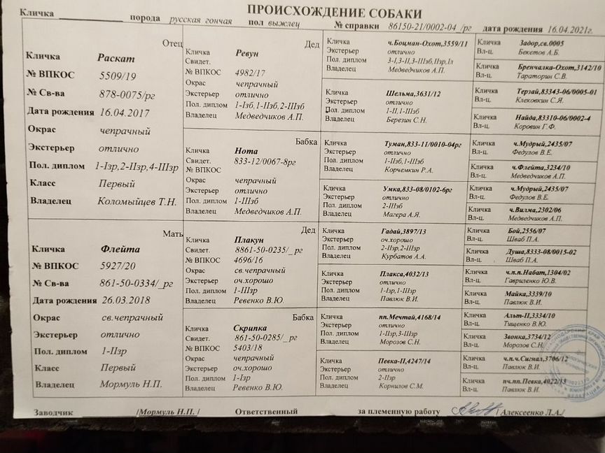 Продам выжлеца