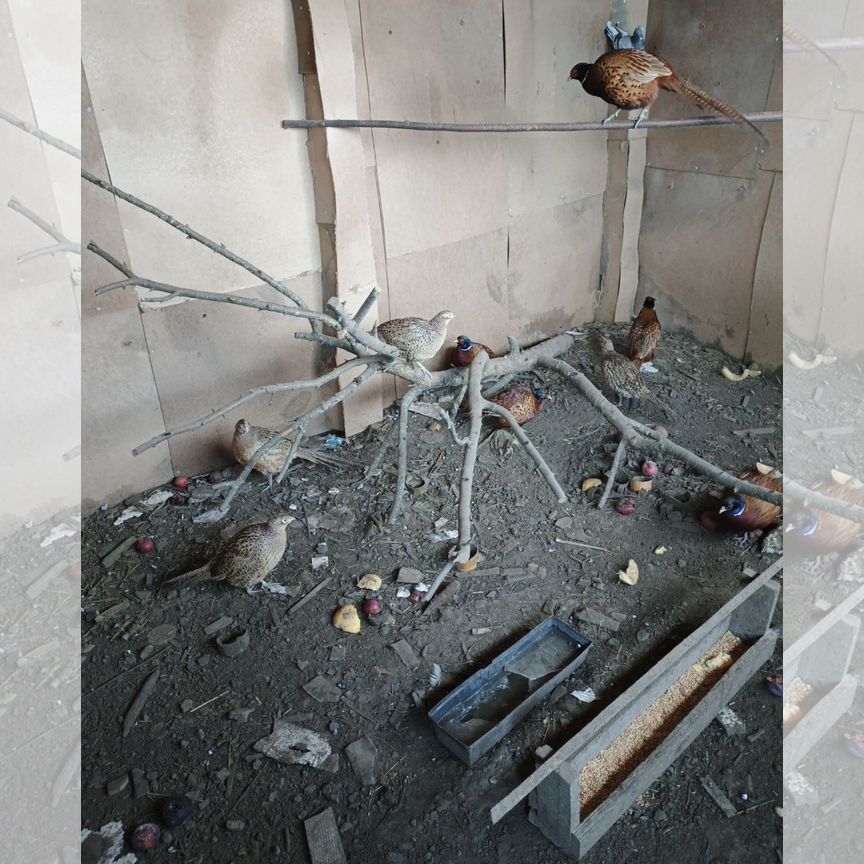 Фазан охотничий