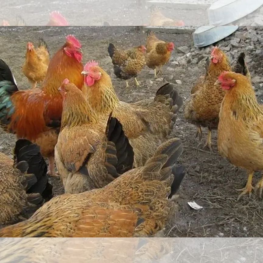 Яйцо куриное инкубационное