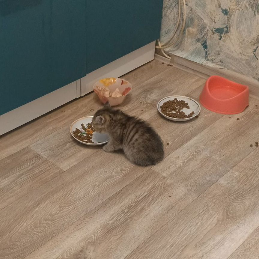 Котёнок в добрые руки