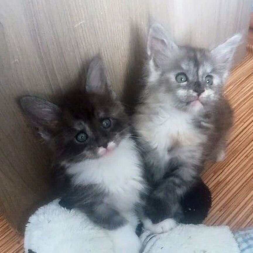 Котята мейн-кун