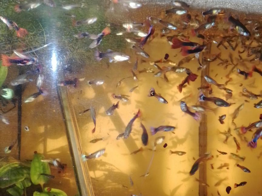 Гуппи, растения, Оборудование, Украшения