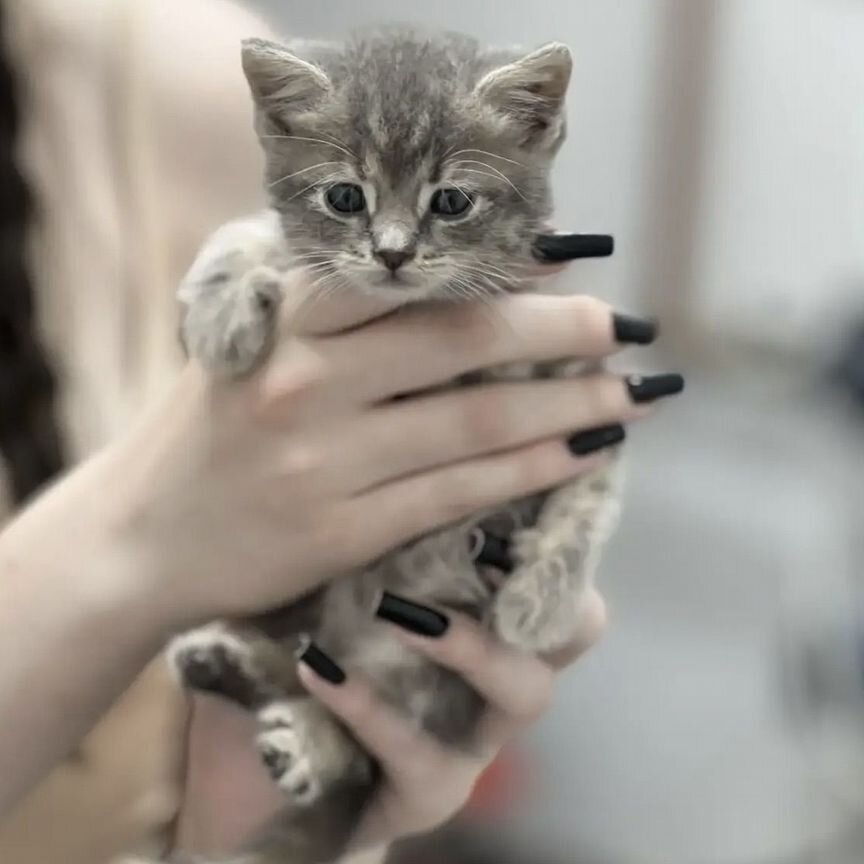 Котёнок в добрые руки