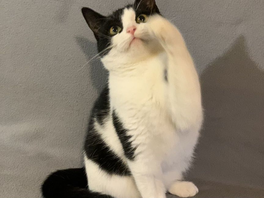 Кошечка Рокси 10 мес