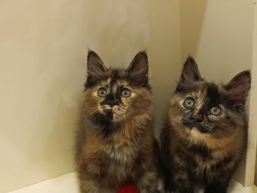 Котята породы Курильский бобтейл 25 тыс