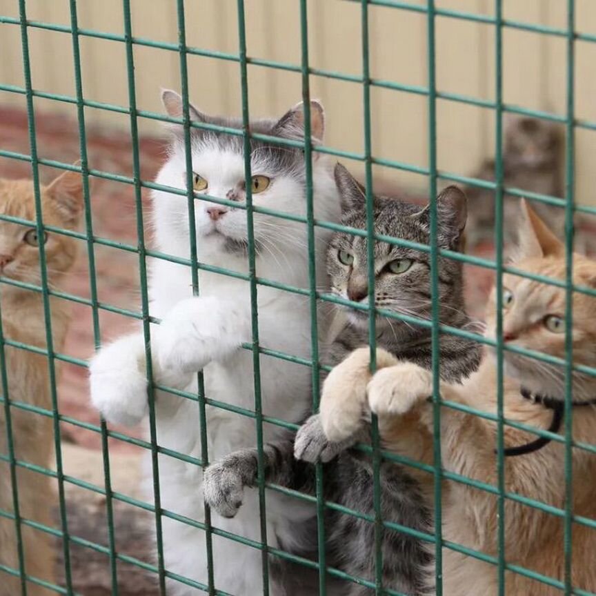 Кошки в клетках, передержка