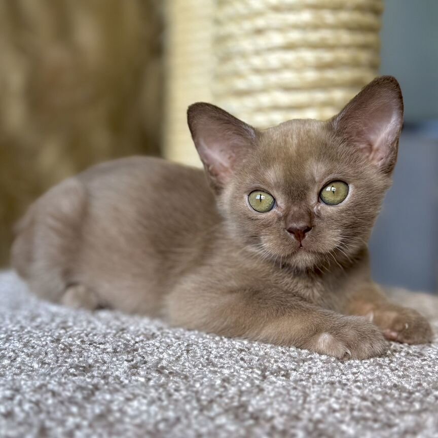 Европейский бурманский котёнок