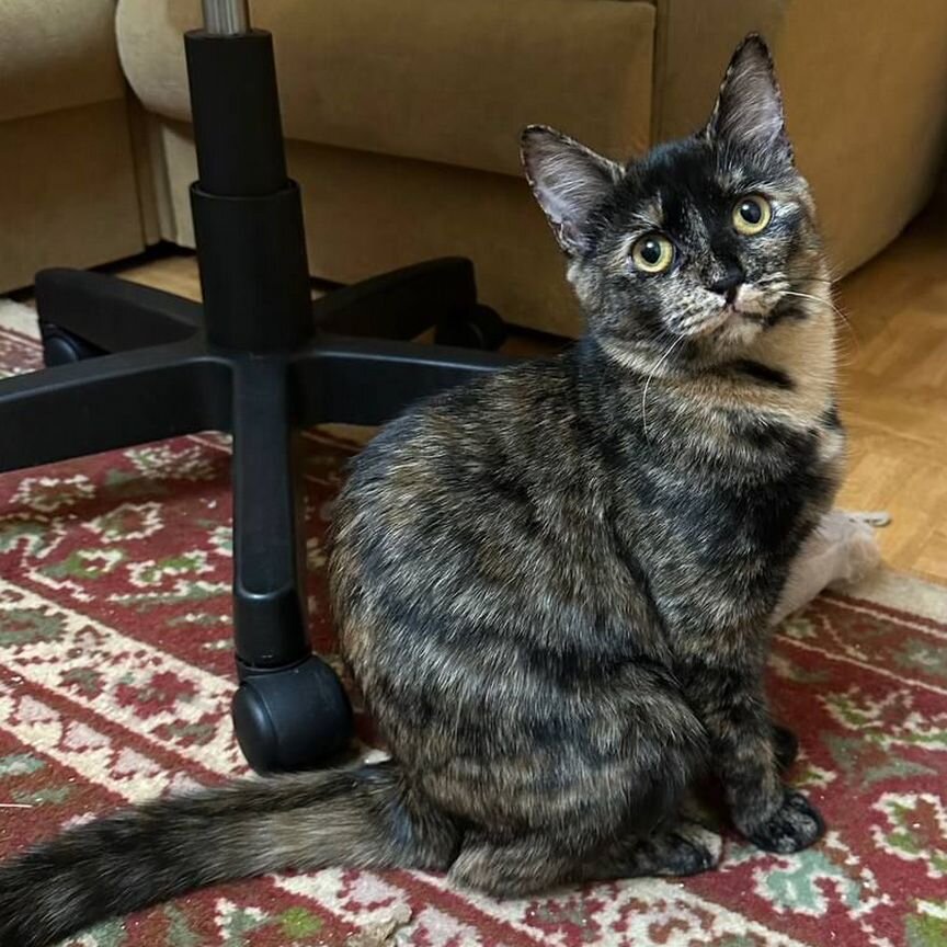 Взрослая, Девочка кошка в добрые руки