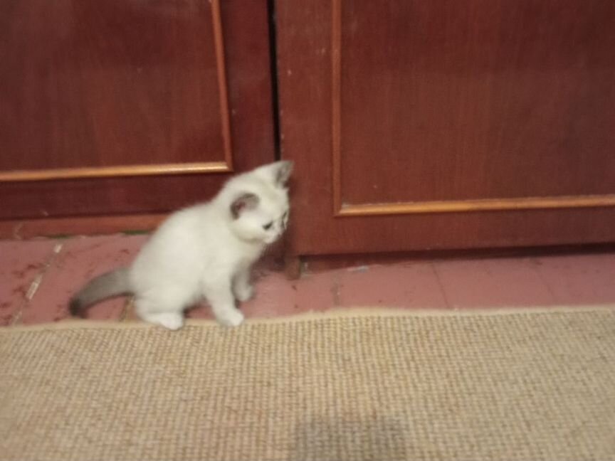 Котенок