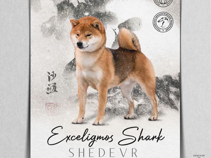 Кобель сиба шиба чемпион вязка