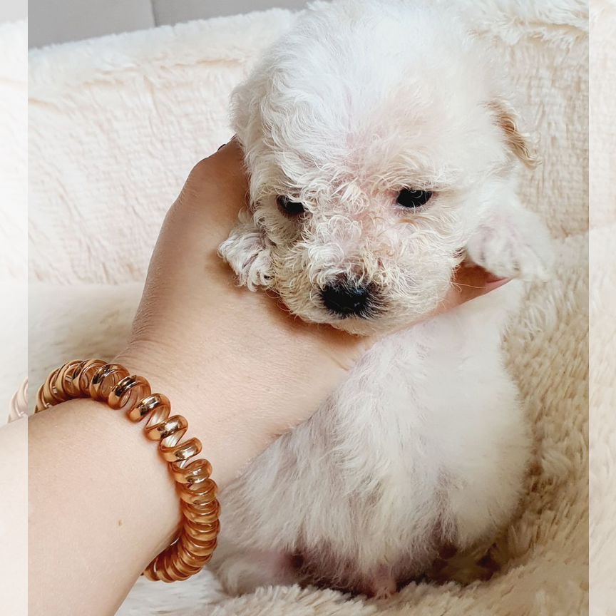 Той-пудель, щенок