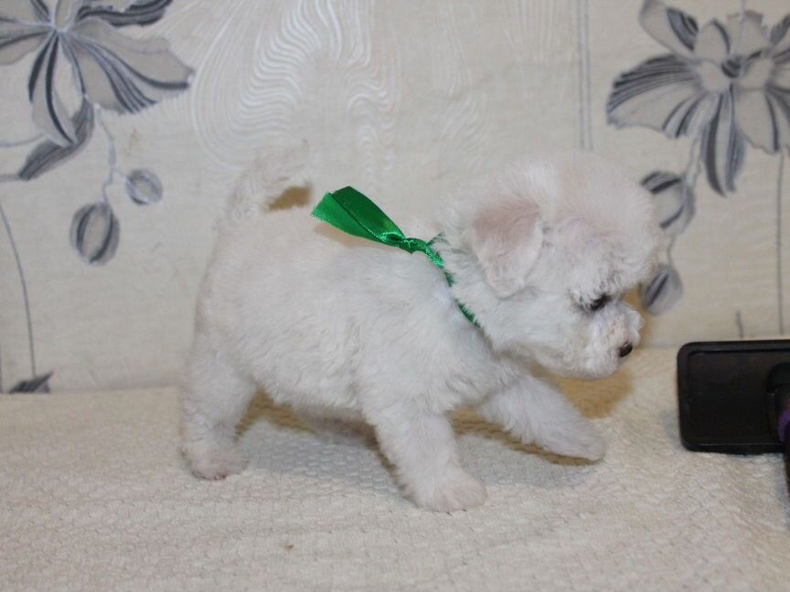 Бишон фризе