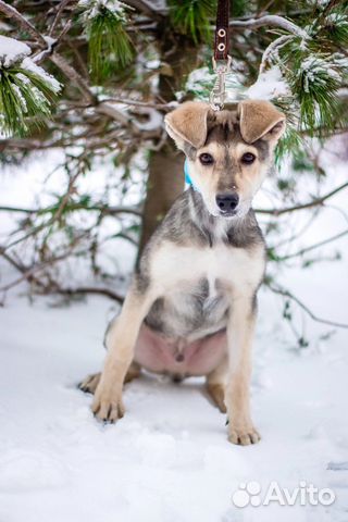 Щенок-мальчик ищет хозяина