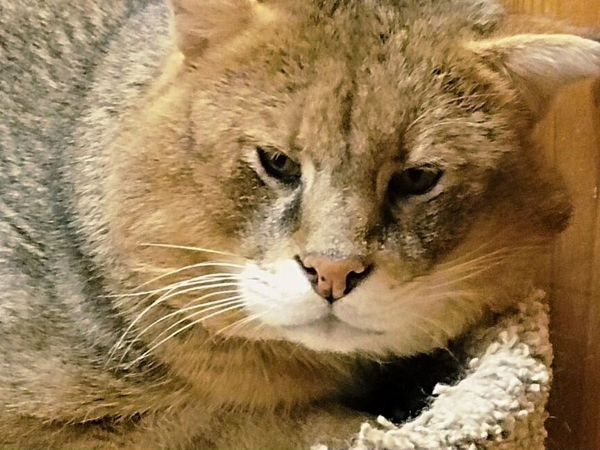 Чаузи Ф1 HP(85 процентная) девочка