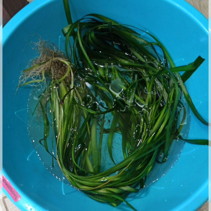 Прополка валиснерия одним лотом