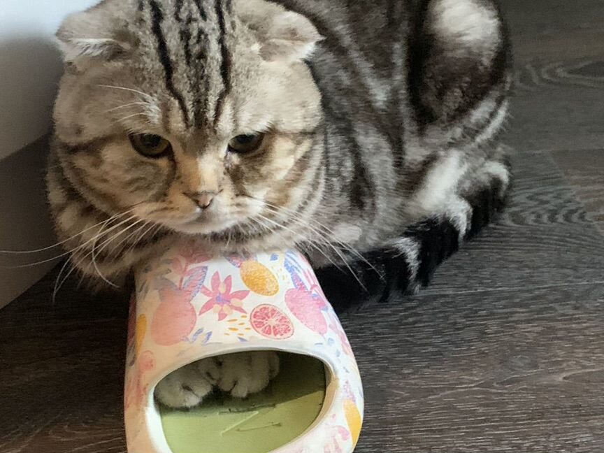 Шотландский кот на вязку