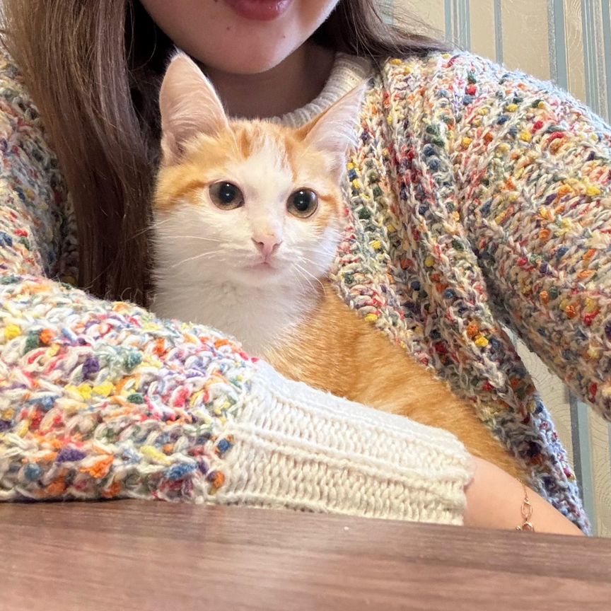 Котенок в добрые руки