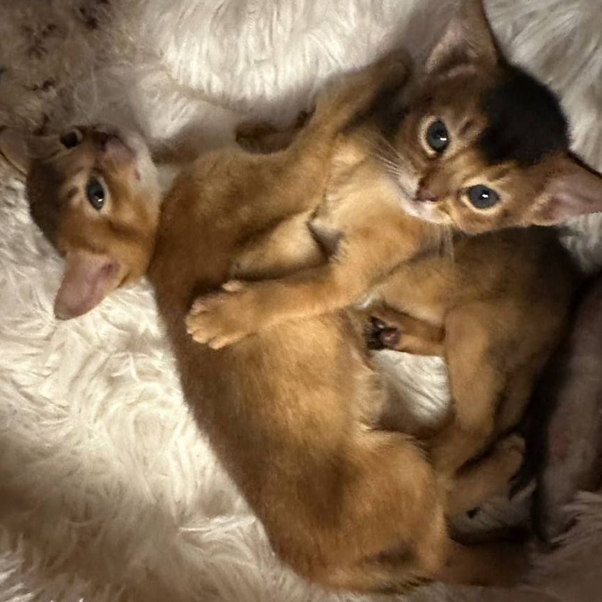 Абиссинский котёнок