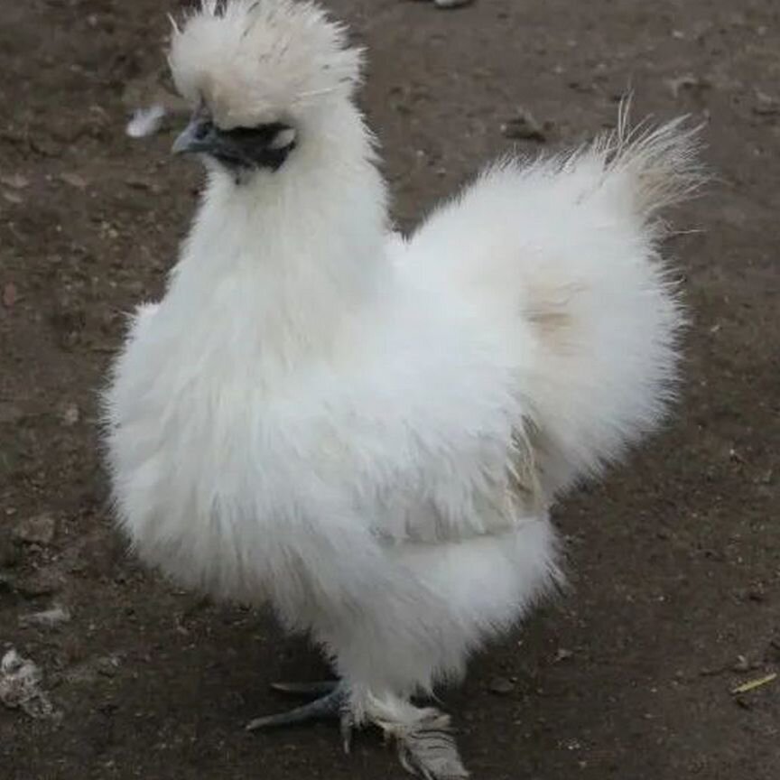 Продам цыплят китайской шелковой