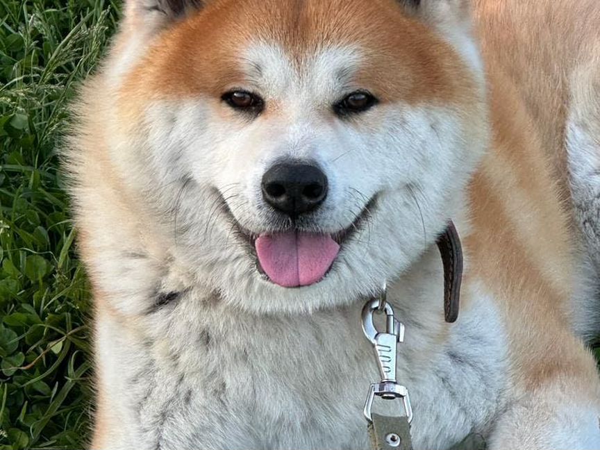 Щенки японской акита