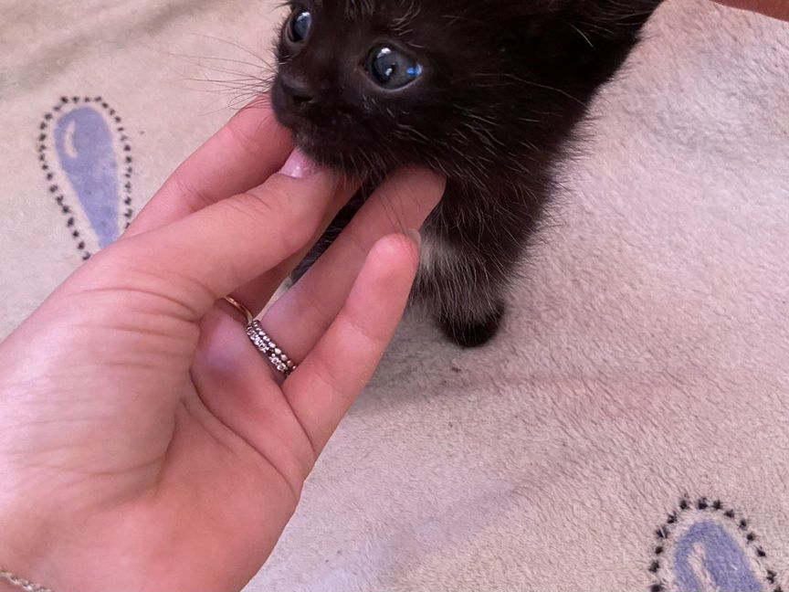 Котята бобтейл