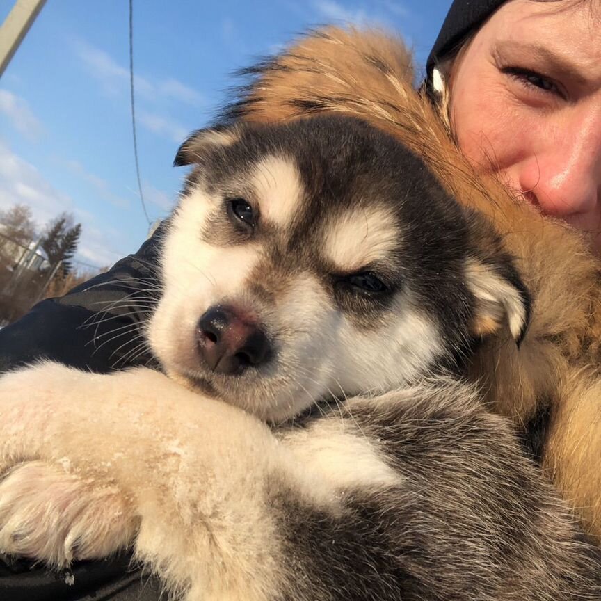 Найден щенок