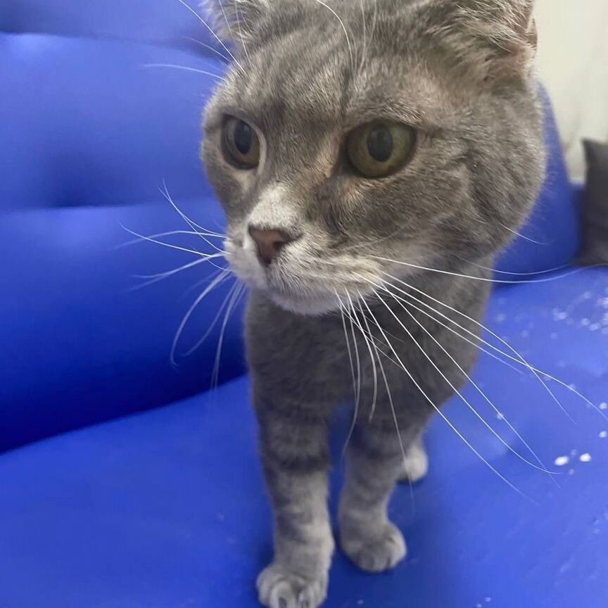 Взрослая, Девочка кошка в добрые руки