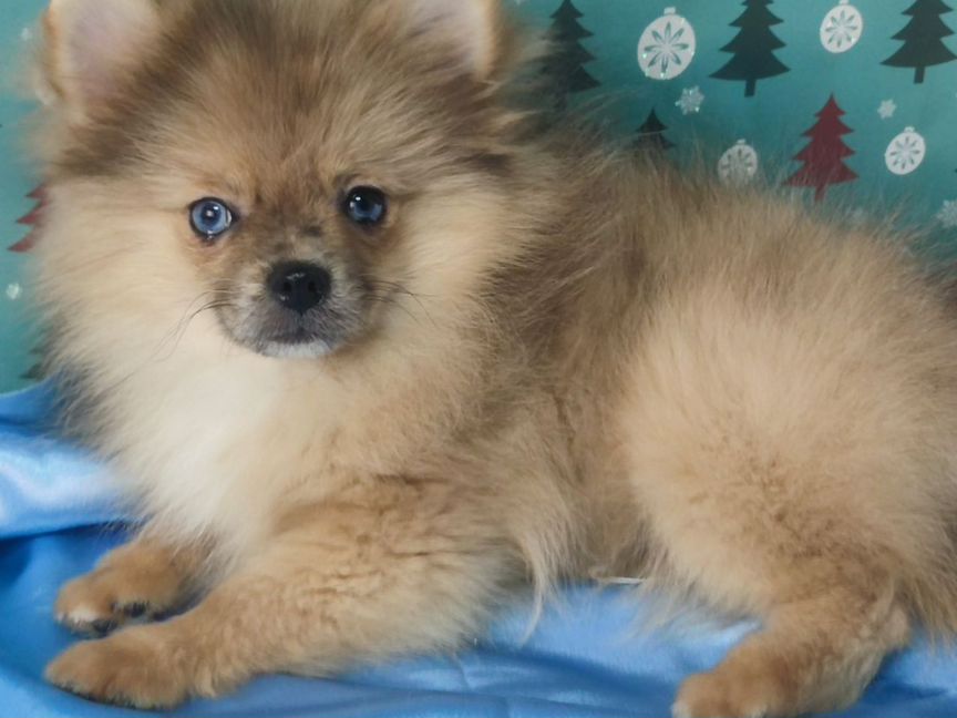 Померанский шпиц рыжая девочка с голубыми глазами