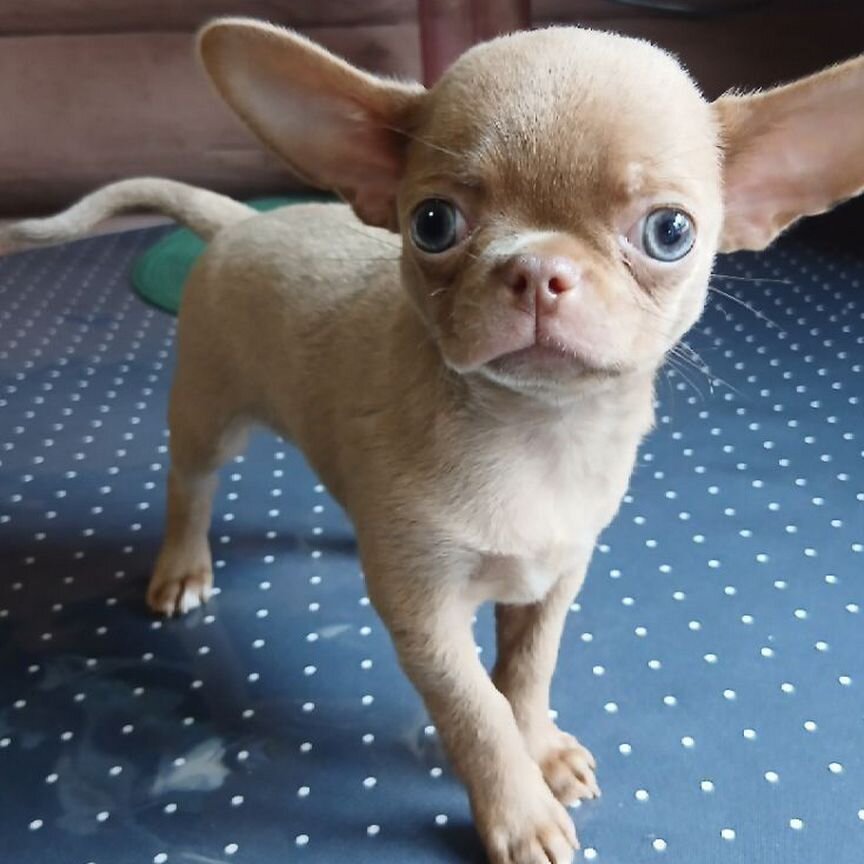 Чихуахуа, щенок
