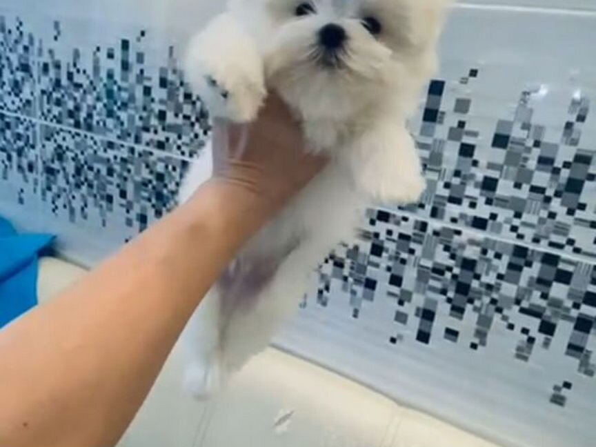 Мальтезе курносый мальчишка