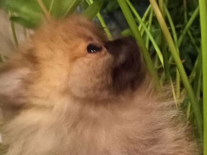 Маленькая красавица