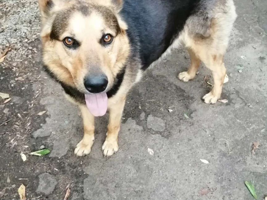 Собака в добрые руки отдам бесплатно