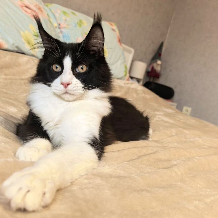 Предлагается котик