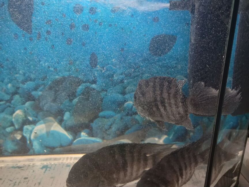 Аквариумные рыбки