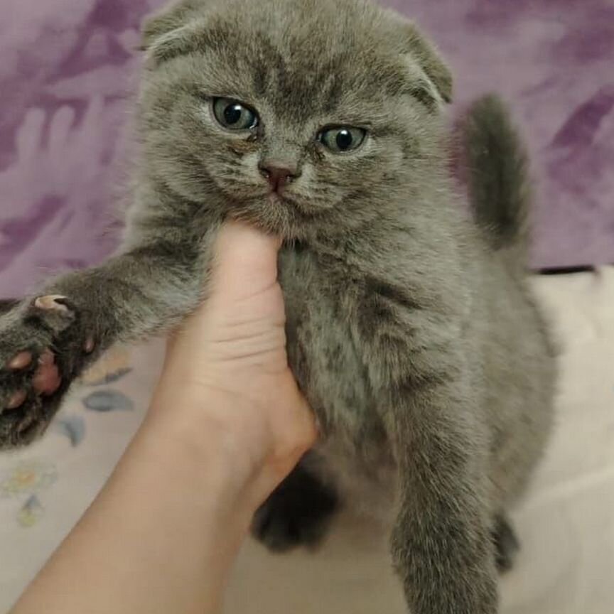 Шотландские вислоухие котята