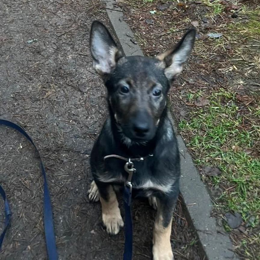 Щенок в добрые руки