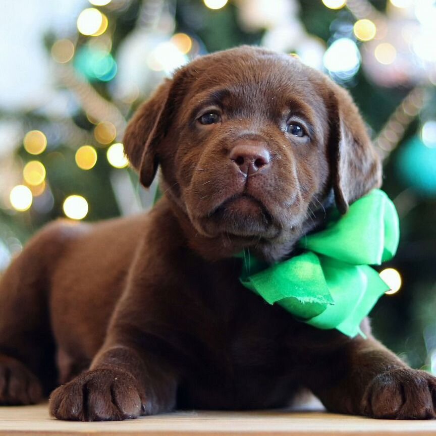 Лабрадор-ретривер, щенок