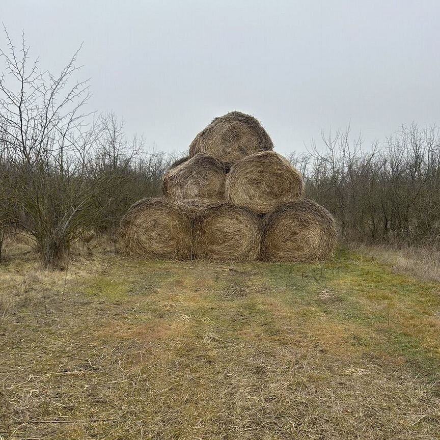 Солома ячменная