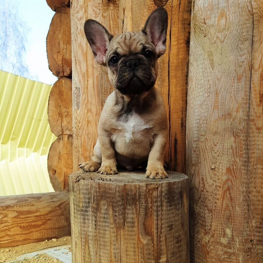 Французский бульдог. Щенки