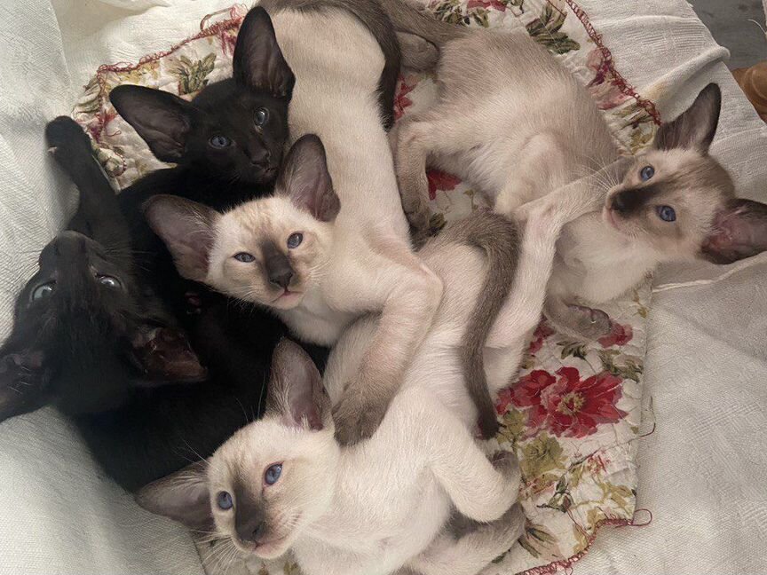 Ориентальные котята