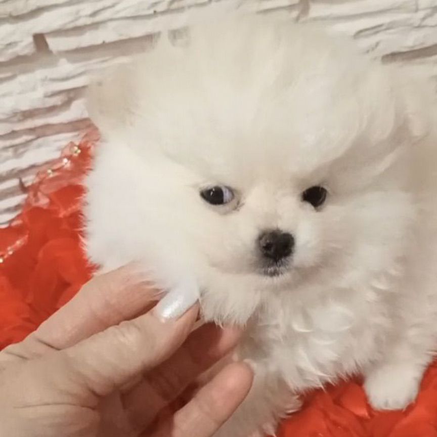 Померанский шпиц, щенок