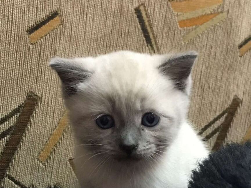 Котики бесплатно
