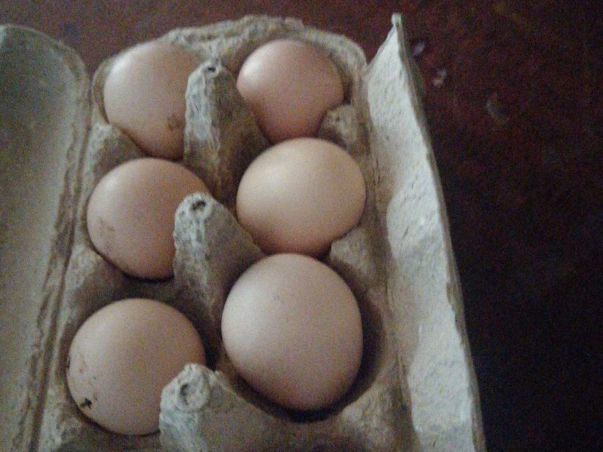 Инкубационное яйцо китайская шелковая