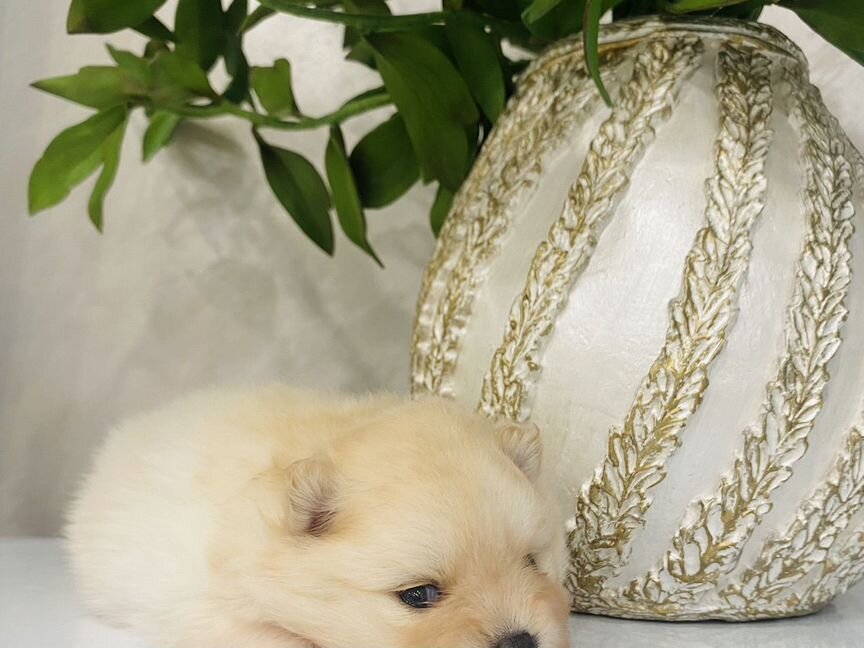 Померанский шпиц